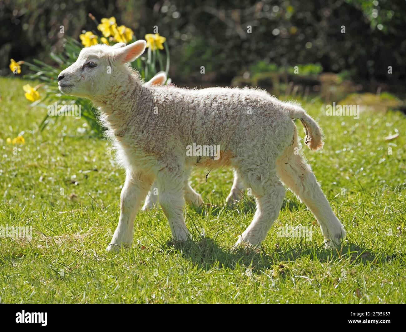 little white lamb (with sibling just visible behind) in cute pose with ...