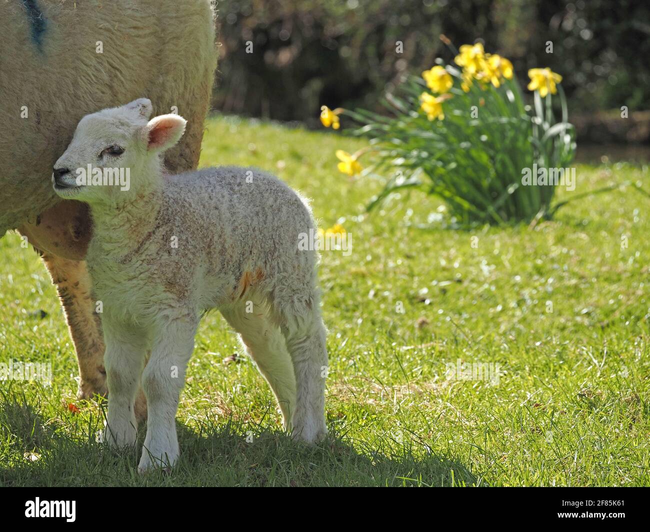 Spring lamb and daffodils hi-res stock photography and images - Alamy