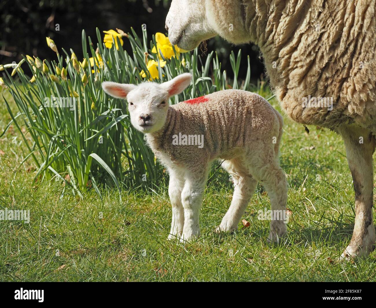 cute little Single white lamb close to its protective mother amongst ...