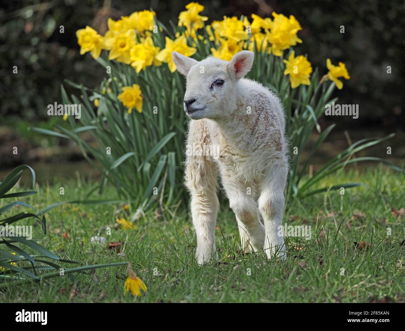 cute little Single white lamb posing nicely amongst bright yellow ...