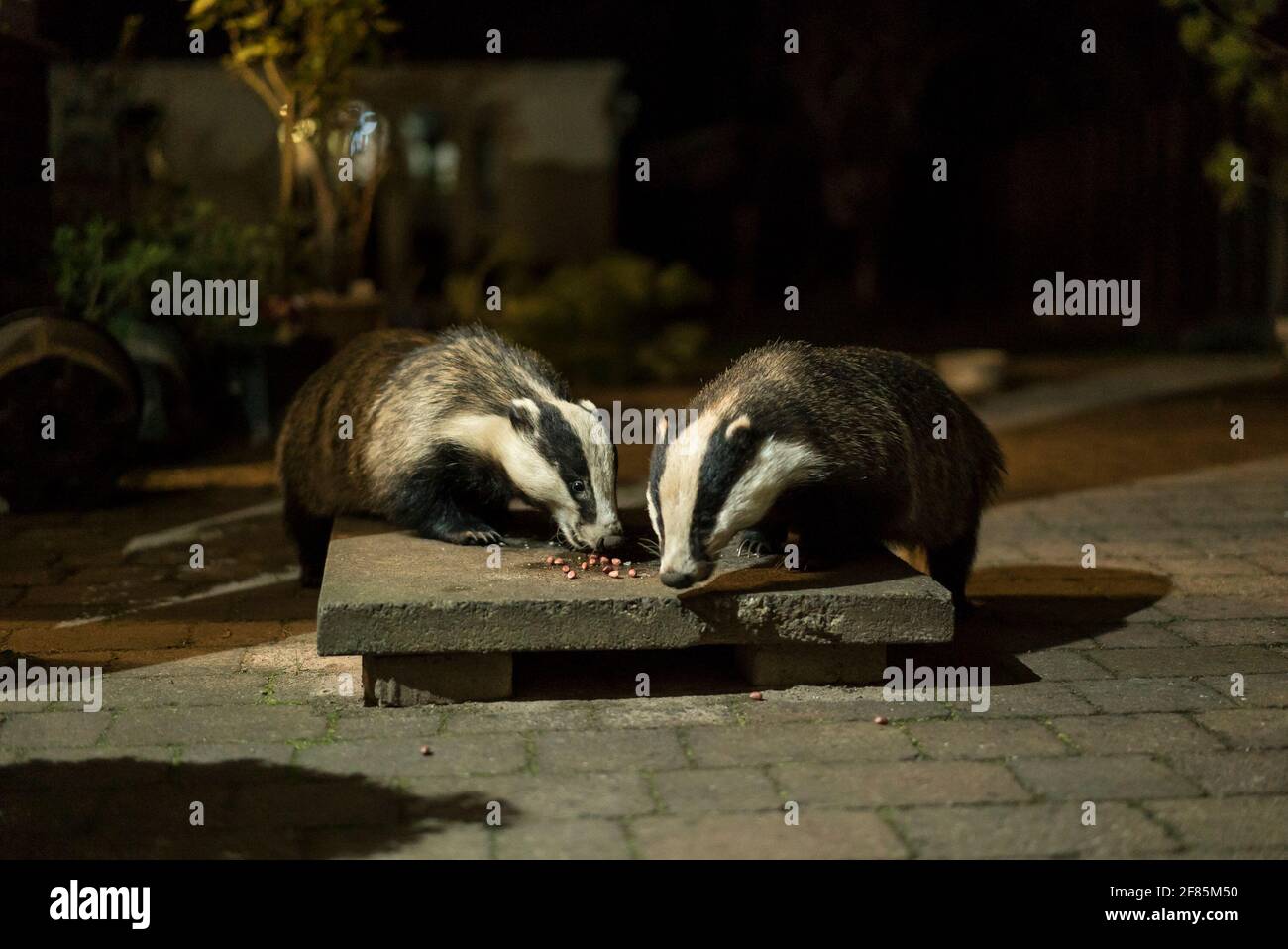 News badger hi-res stock photography and images - Alamy
