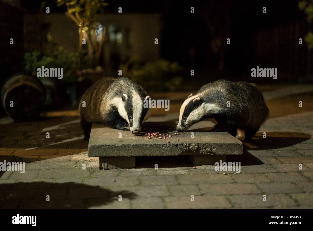 Beautiful badgers hi-res stock photography and images - Alamy