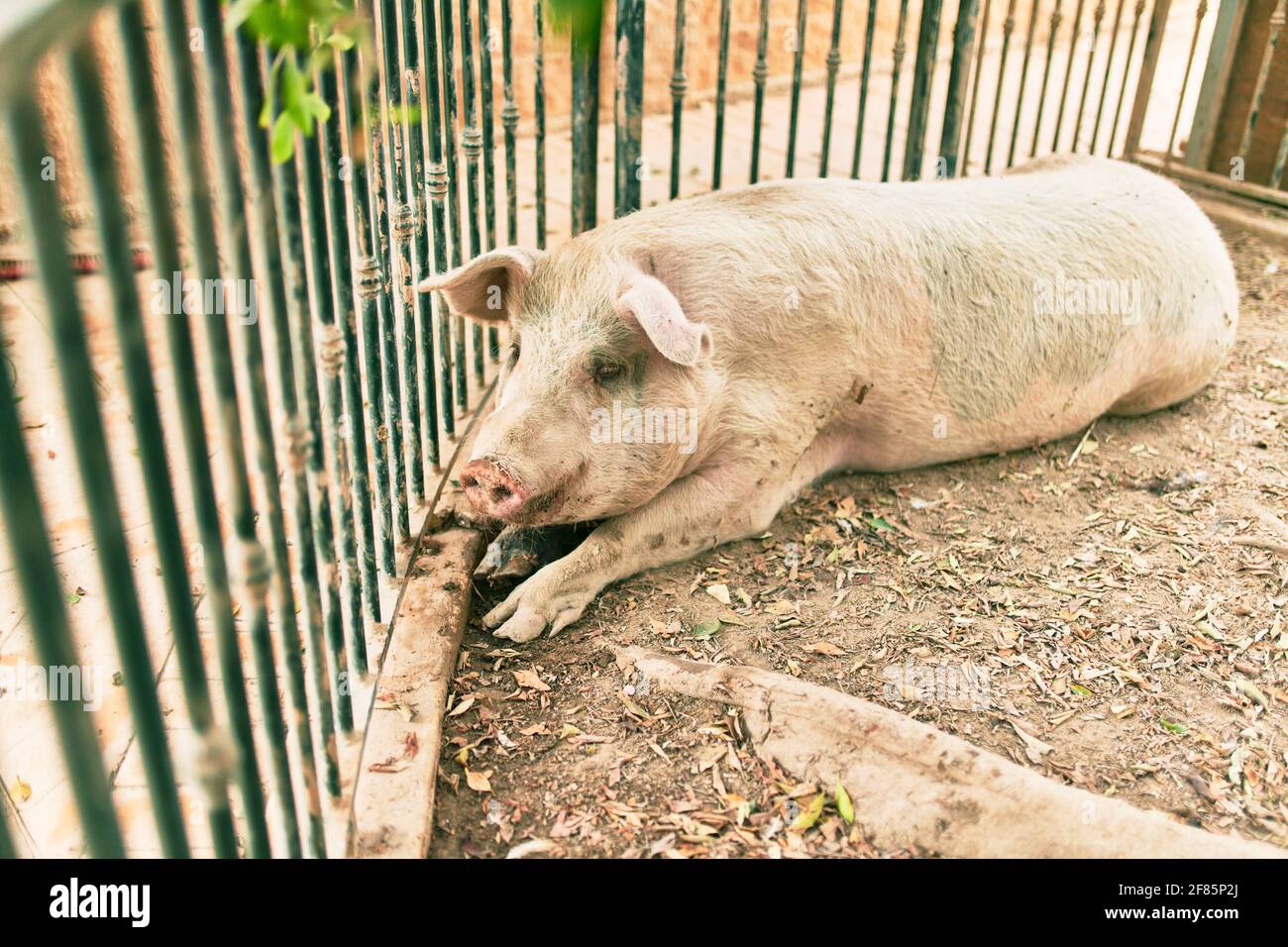 Adorable pig laying on the floor at the farm Stock Photo - Alamy
