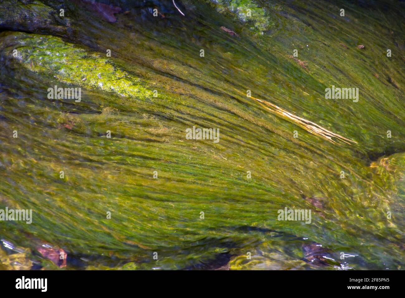 Algae texture hi-res stock photography and images - Alamy