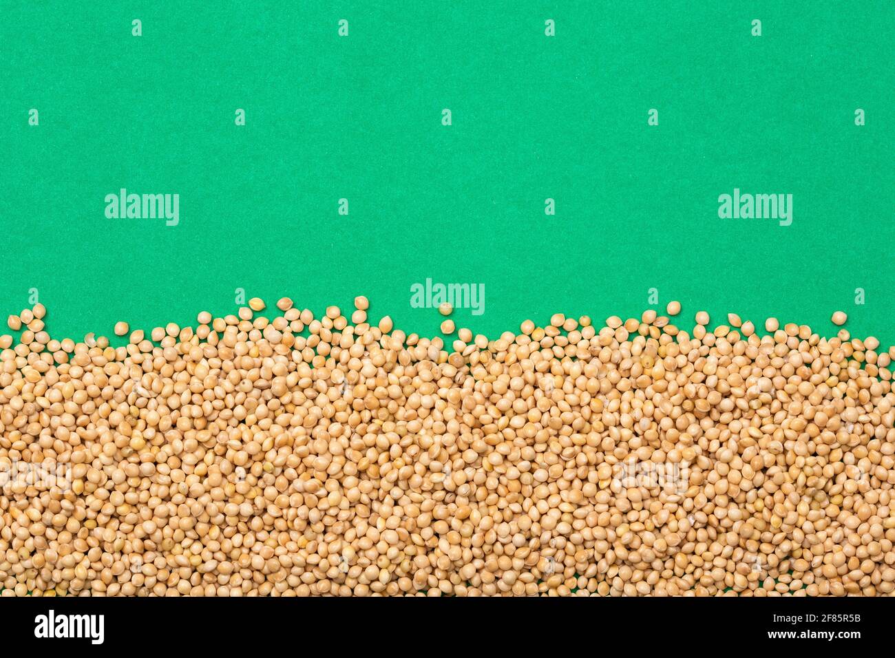 Organic white millet seeds - Green background Stock Photo - Alamy