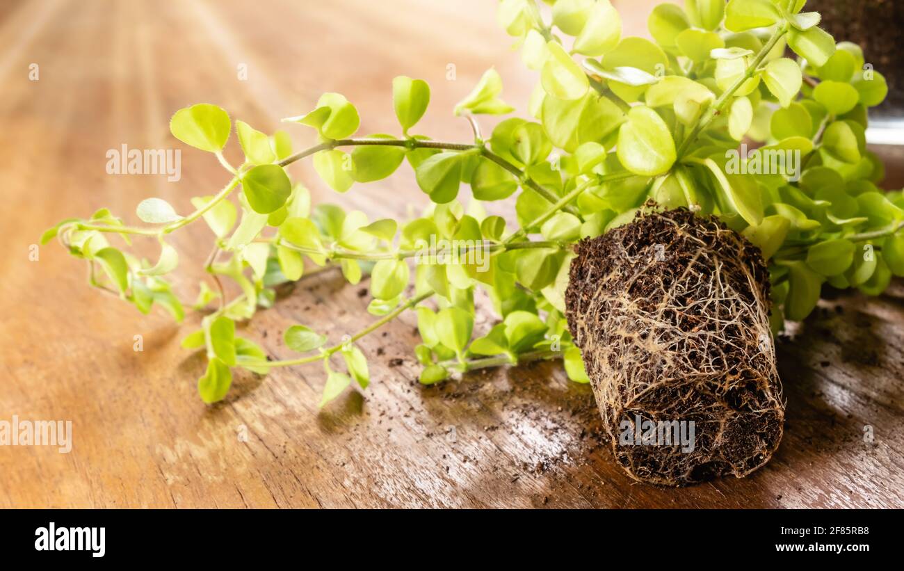 Close-up of green home Peperomia plant with roots on wooden table ready ...