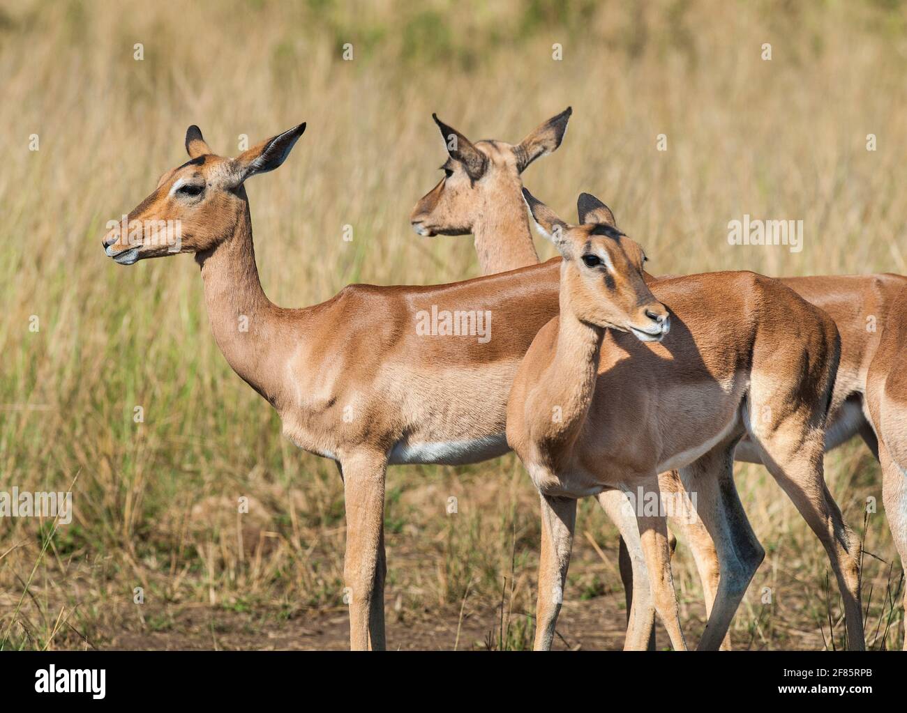 Impala antelope, in african savanna environment, Kruger National Park ...