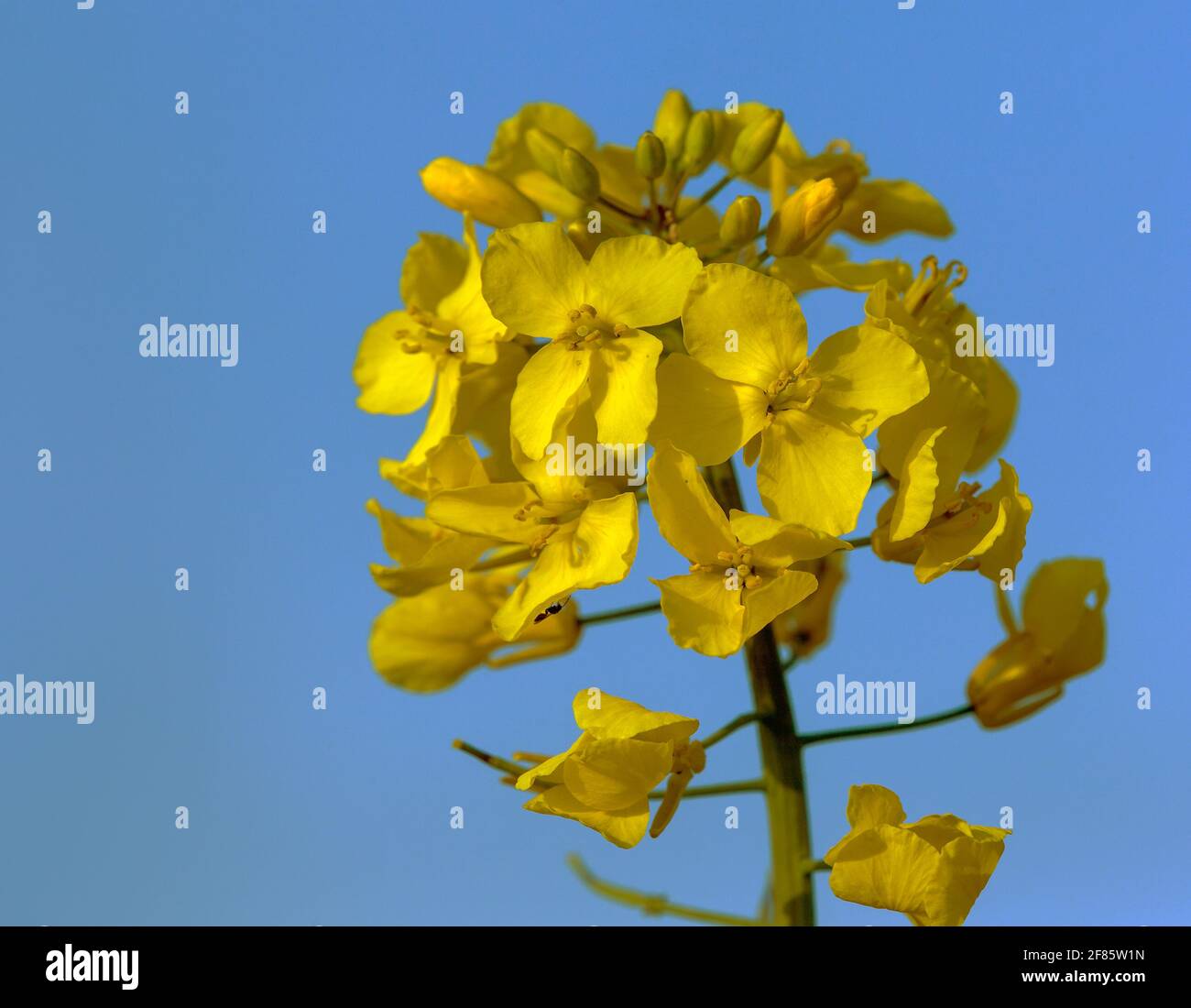 detail of flowering rapeseed canola or colza field in latin Brassica ...