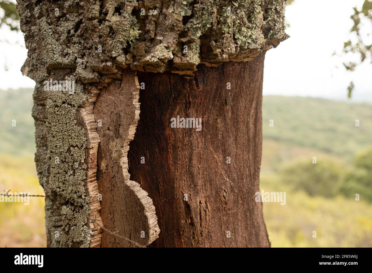 The Detail of the layers of bark of a cork oak used in the manufacture ...