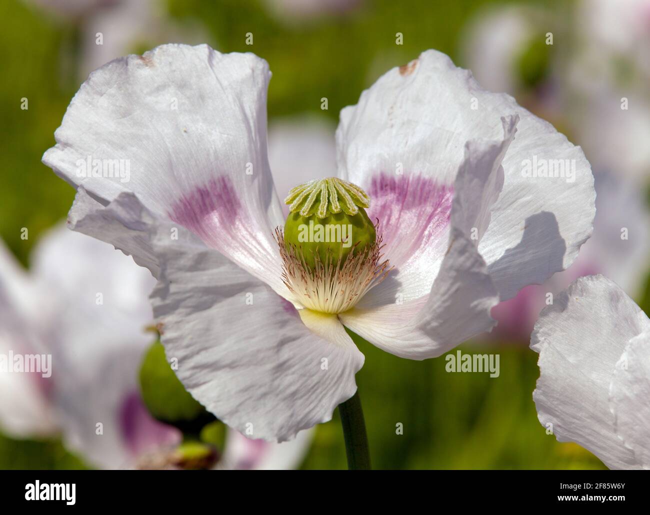 Detail of flowering opium poppy papaver somniferum, white colored poppy ...