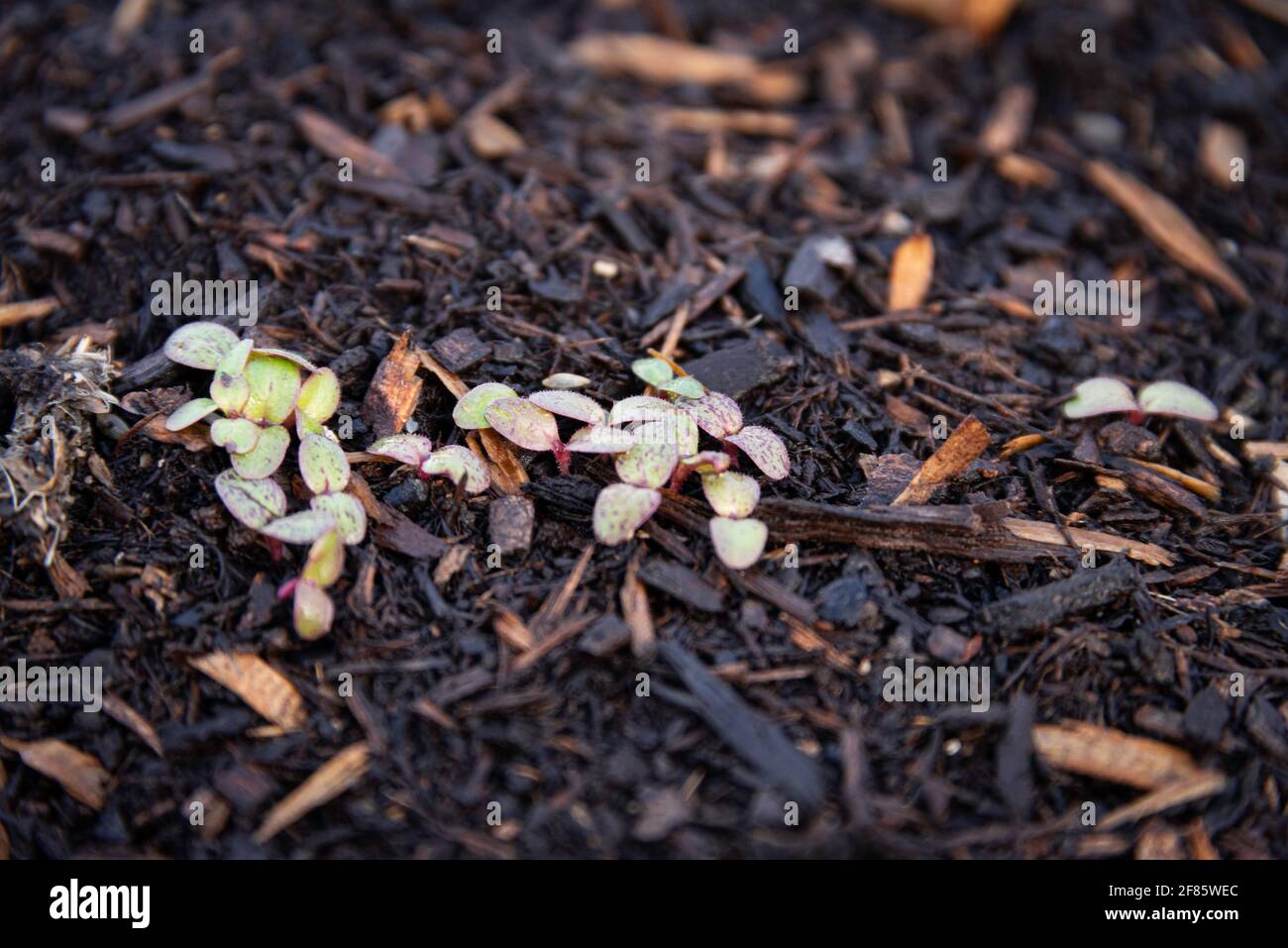 Speckled romaine lettuce sprouting in a no till garden with mulch and ...