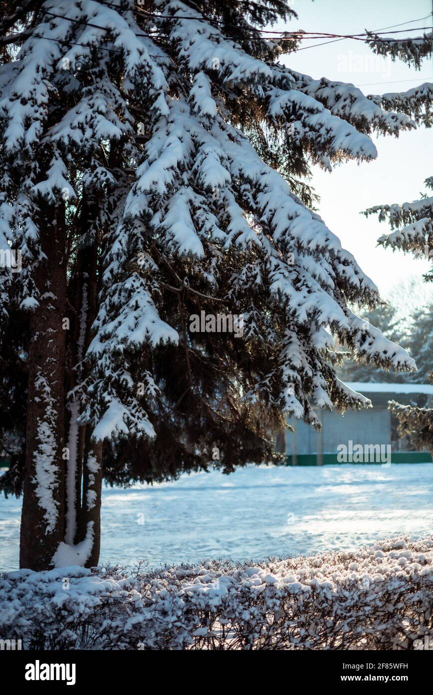 A vertical shot of a tall fir tree covered by snow on a sunny day Stock ...