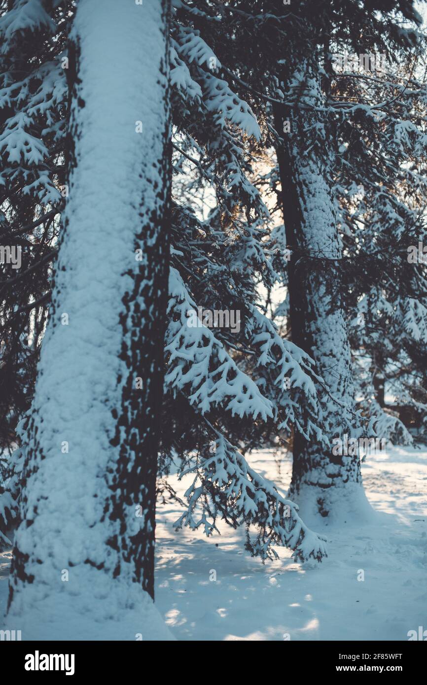 A vertical shot of tall fir trees covered by snow on a sunny day Stock ...