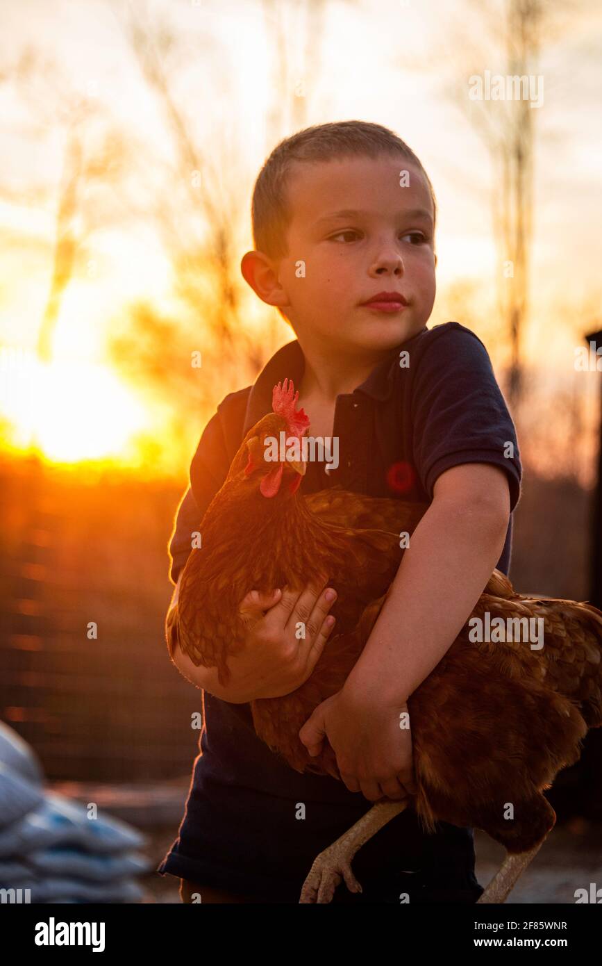 Raising hen hi-res stock photography and images - Alamy