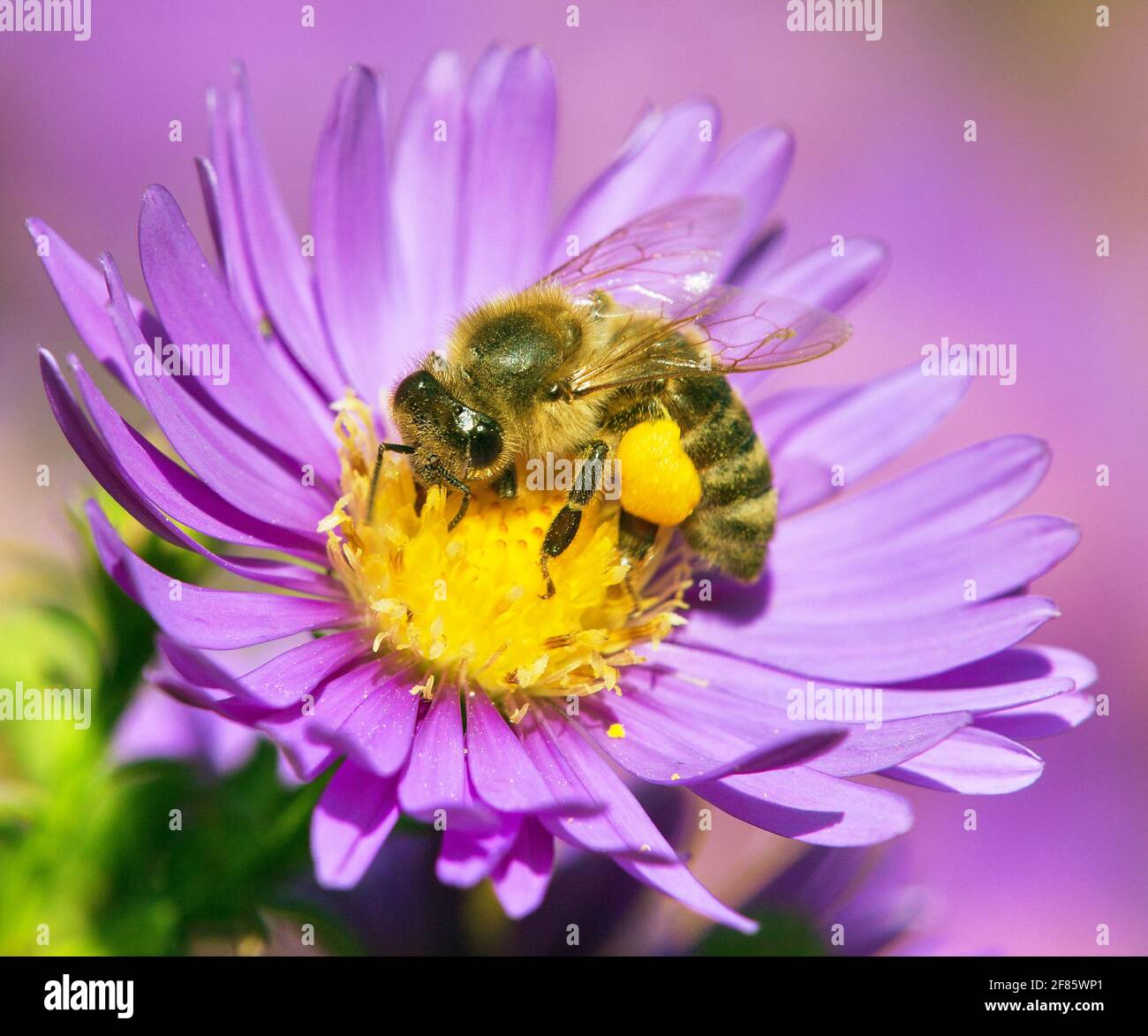detail of bee or honeybee in Latin Apis Mellifera, european or western ...