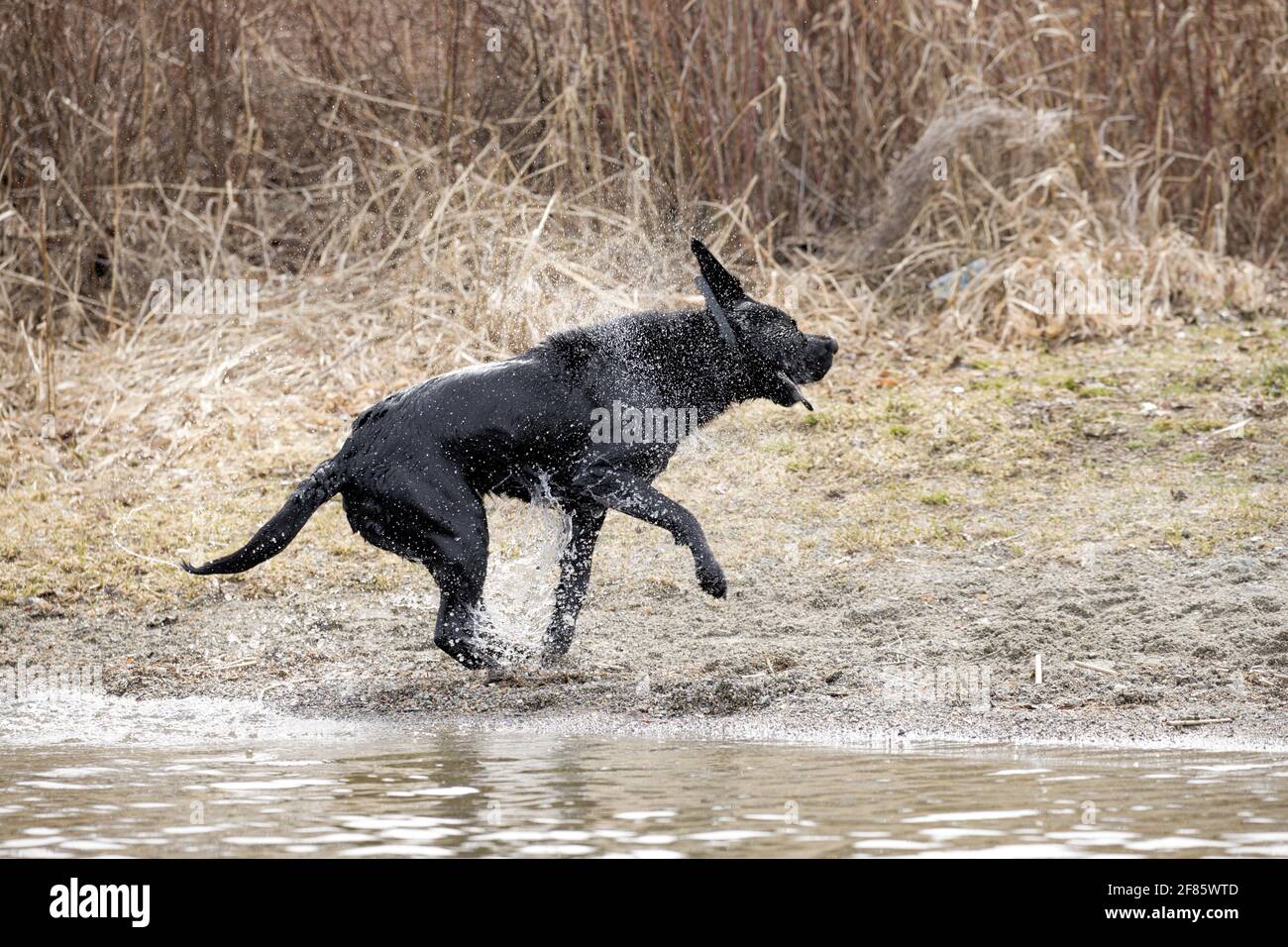 Wet lab hi-res stock photography and images - Alamy