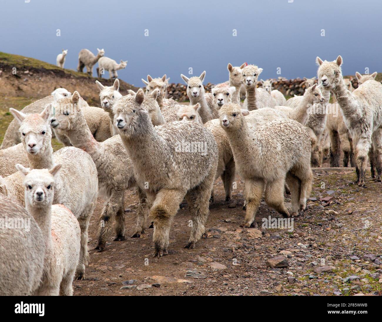 llama or lama, group of lamas on pastureland, Andes mountains, Peru ...