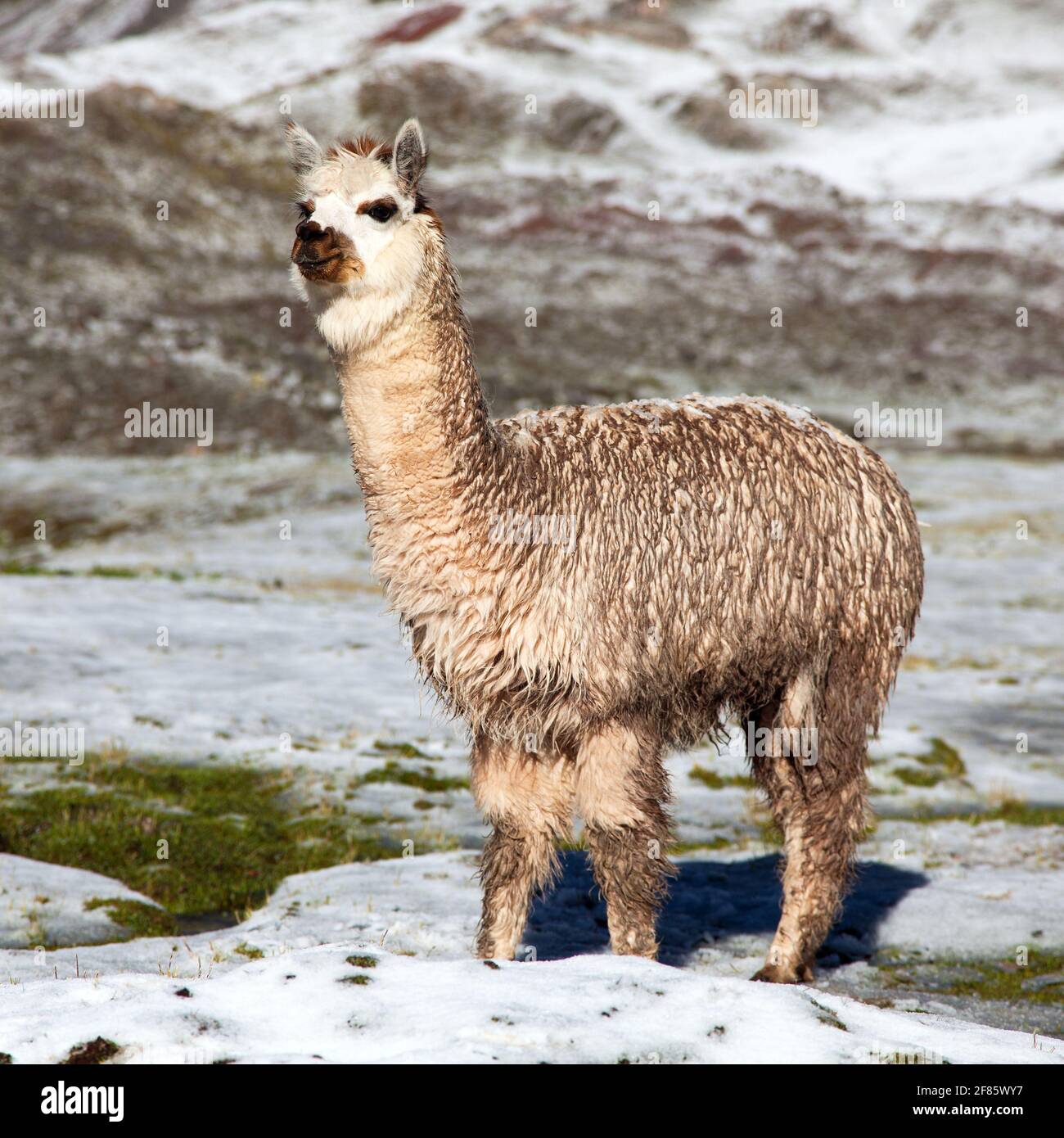 Mammals of the andes hi-res stock photography and images - Alamy
