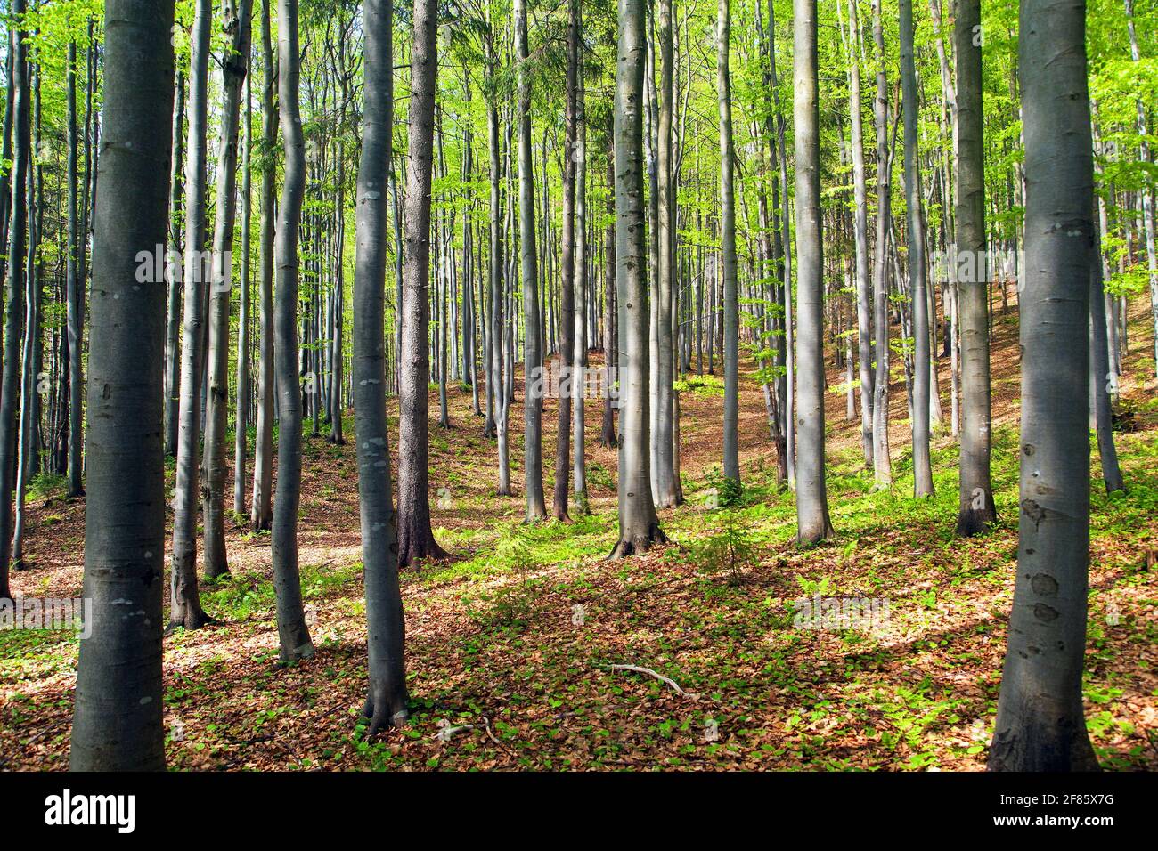 Broadleaved woodland hi-res stock photography and images - Alamy