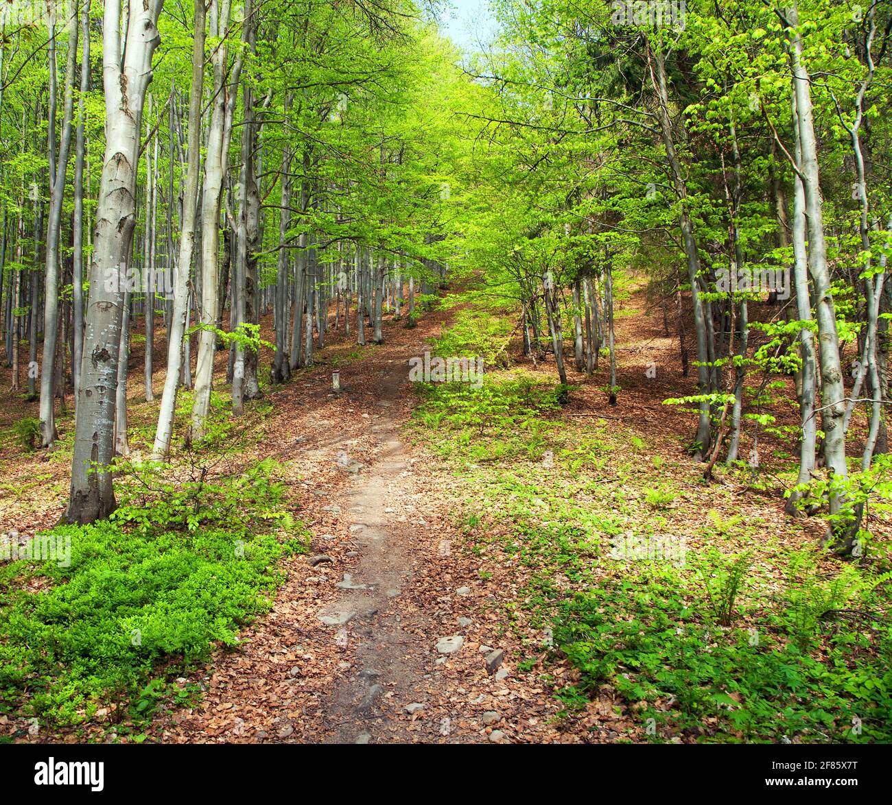 springy view from european beech wood with pathway, springtime woodland ...