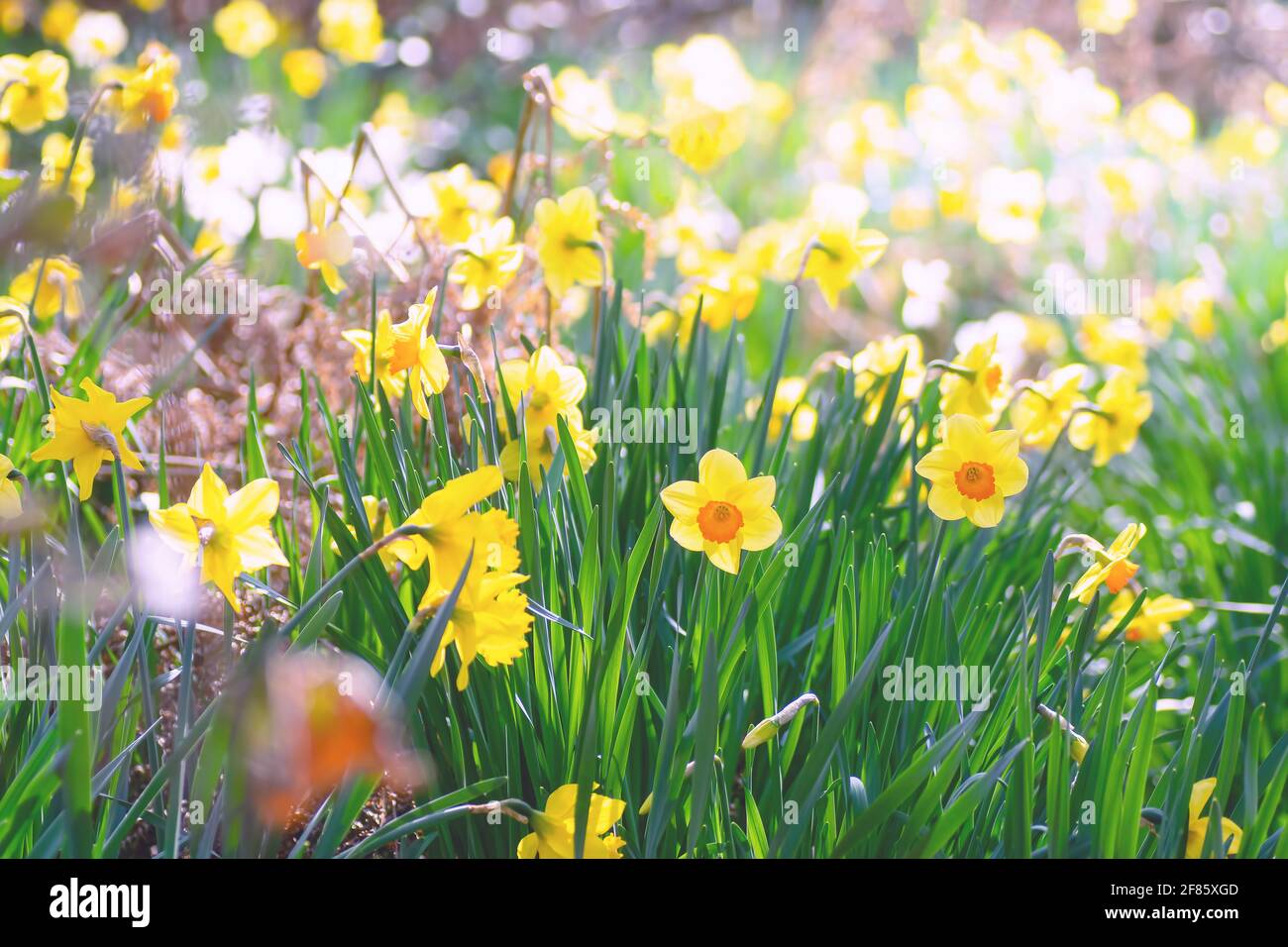 Daffodils in the spring sunshine hi-res stock photography and images ...