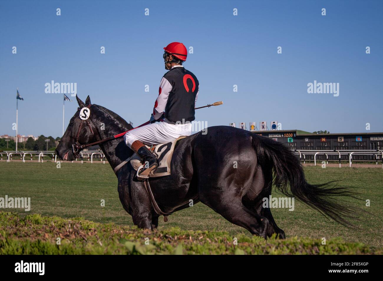 Horse and jockey running through a field at twilight Stock Photo - Alamy