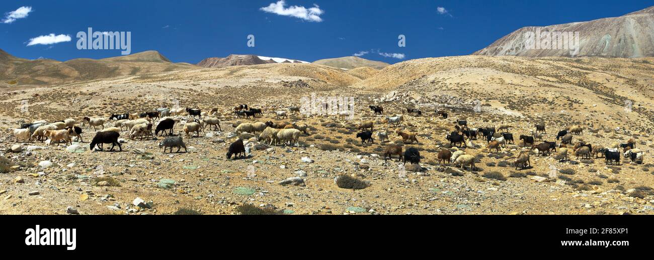 Goats and sheeps herd, Pamir mountains, landscape around Pamir highway ...