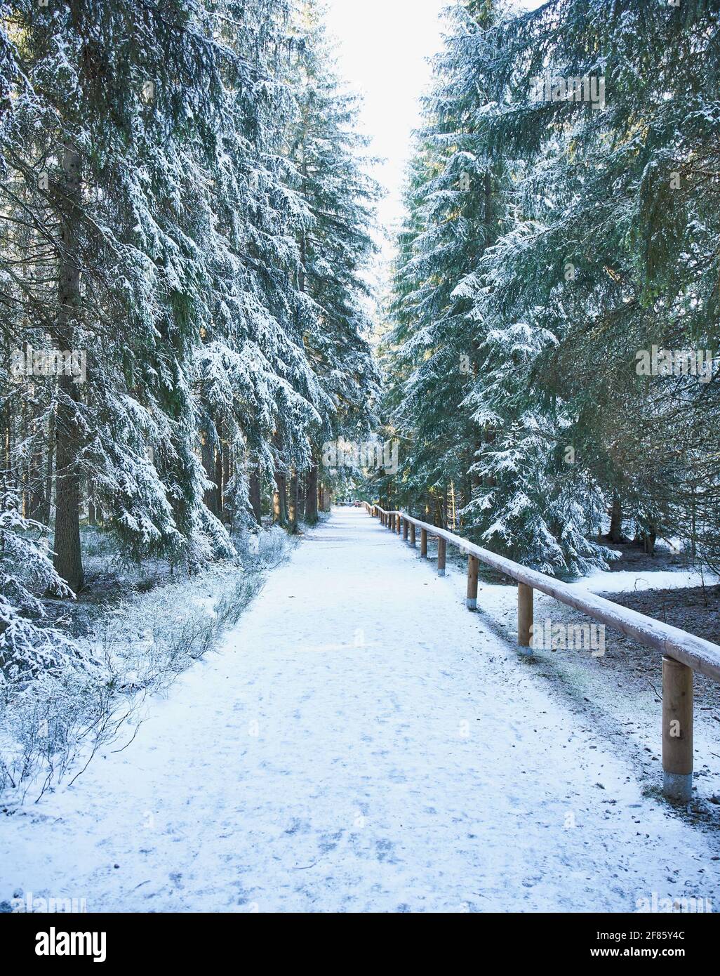 Cross country skiing through the landscape hi-res stock photography and ...