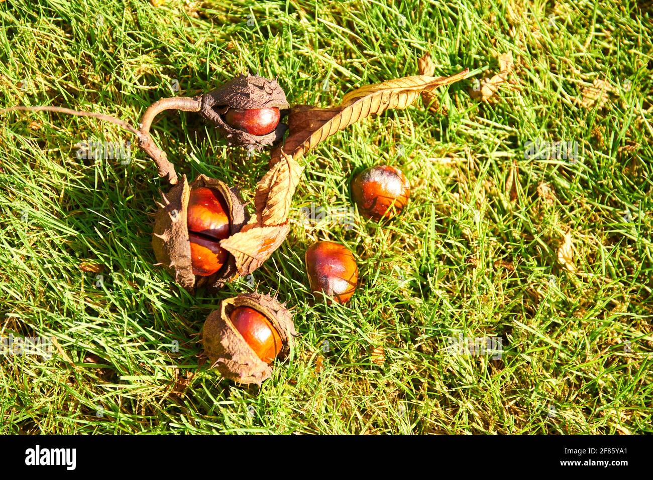 Opened horse chestnut (Aesculus) shell Stock Photo - Alamy