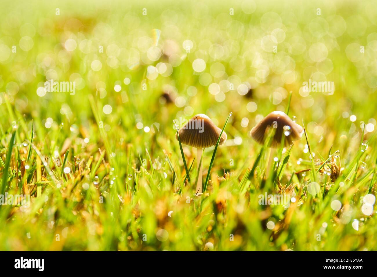 Group of tiny mushrooms Stock Photo - Alamy