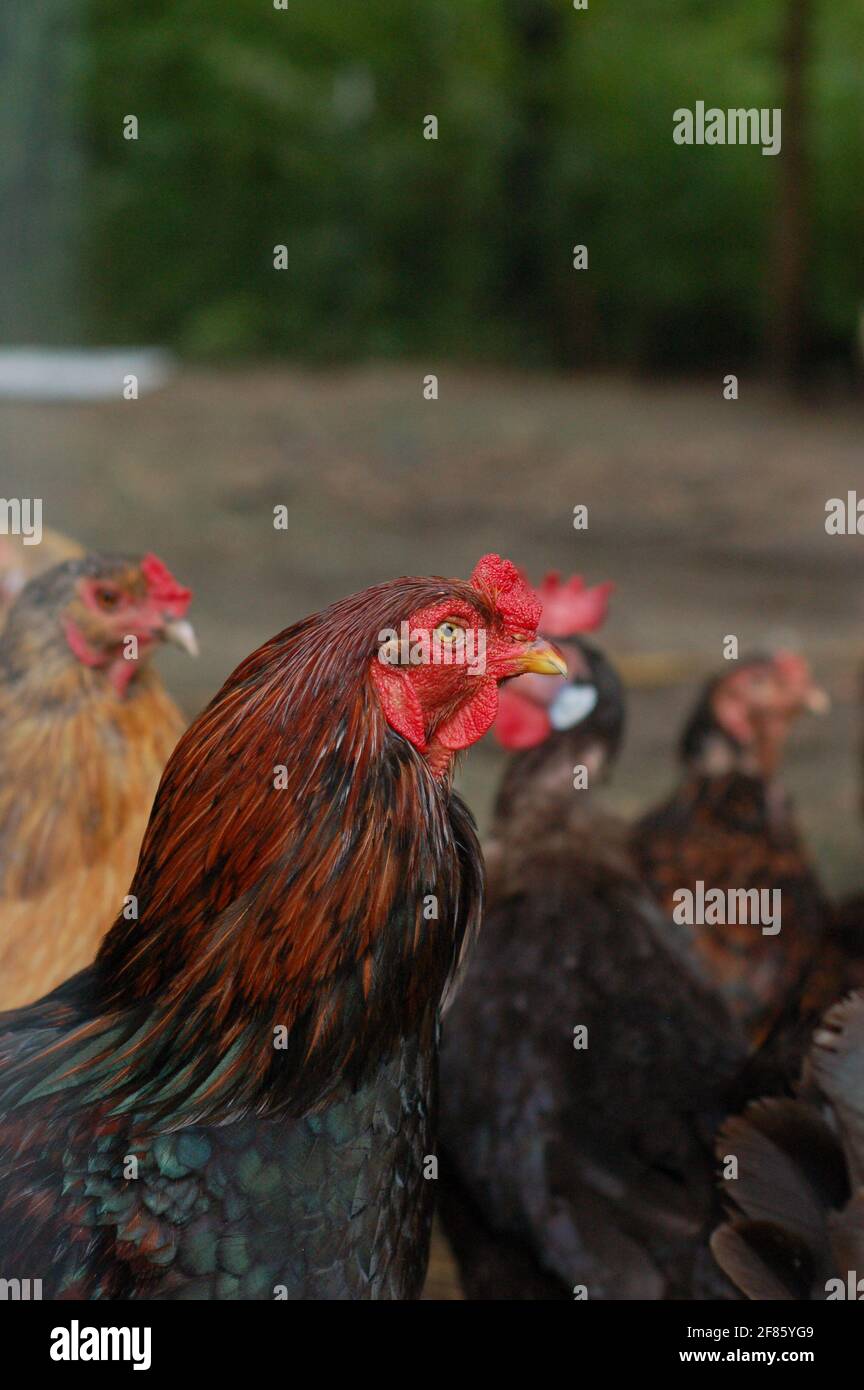 Dark Cornish Chicken Natural Chicken Keeping: Meet The Meat Birds