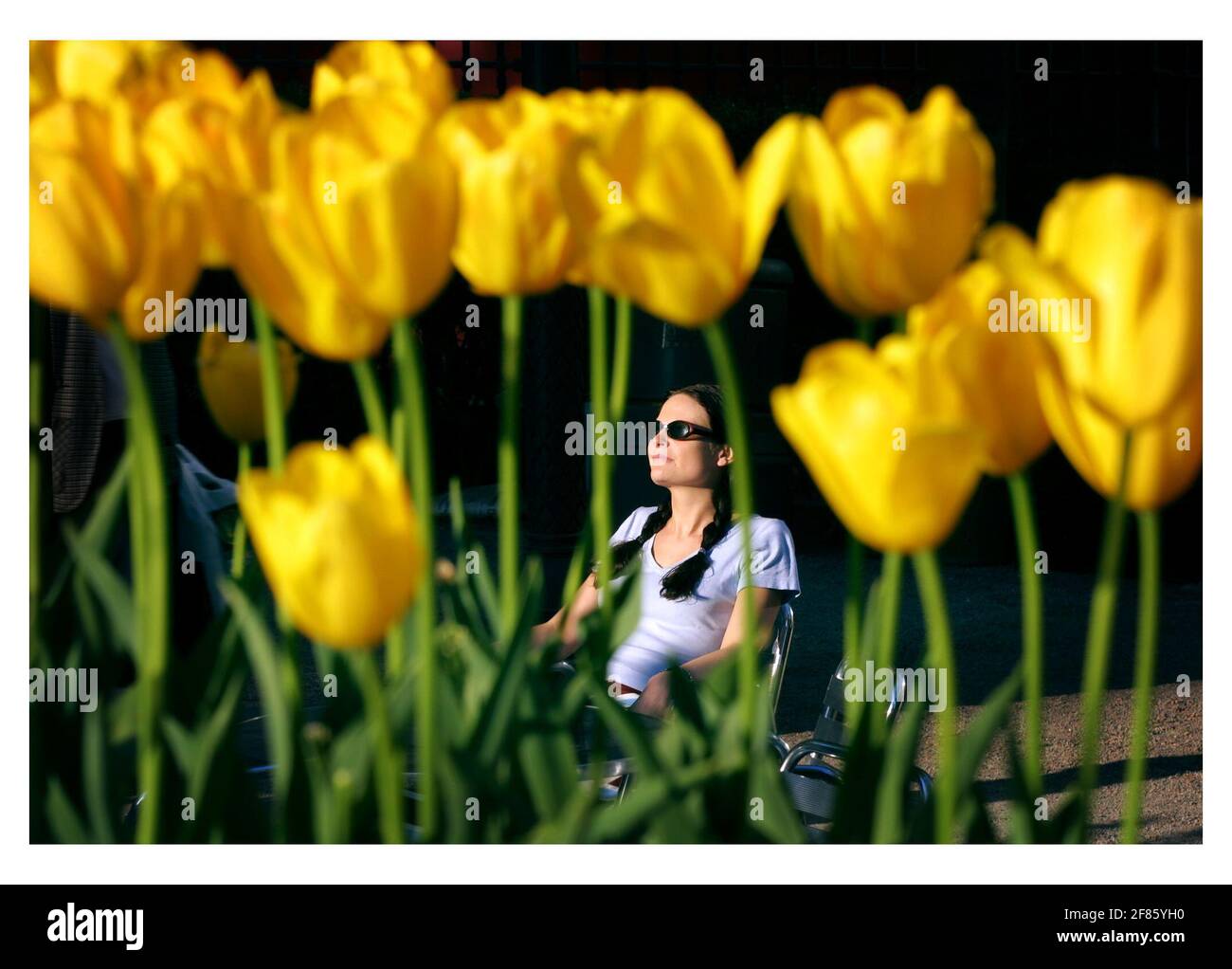 Flowers Sunshine Sunbathing Stock Photo - Alamy