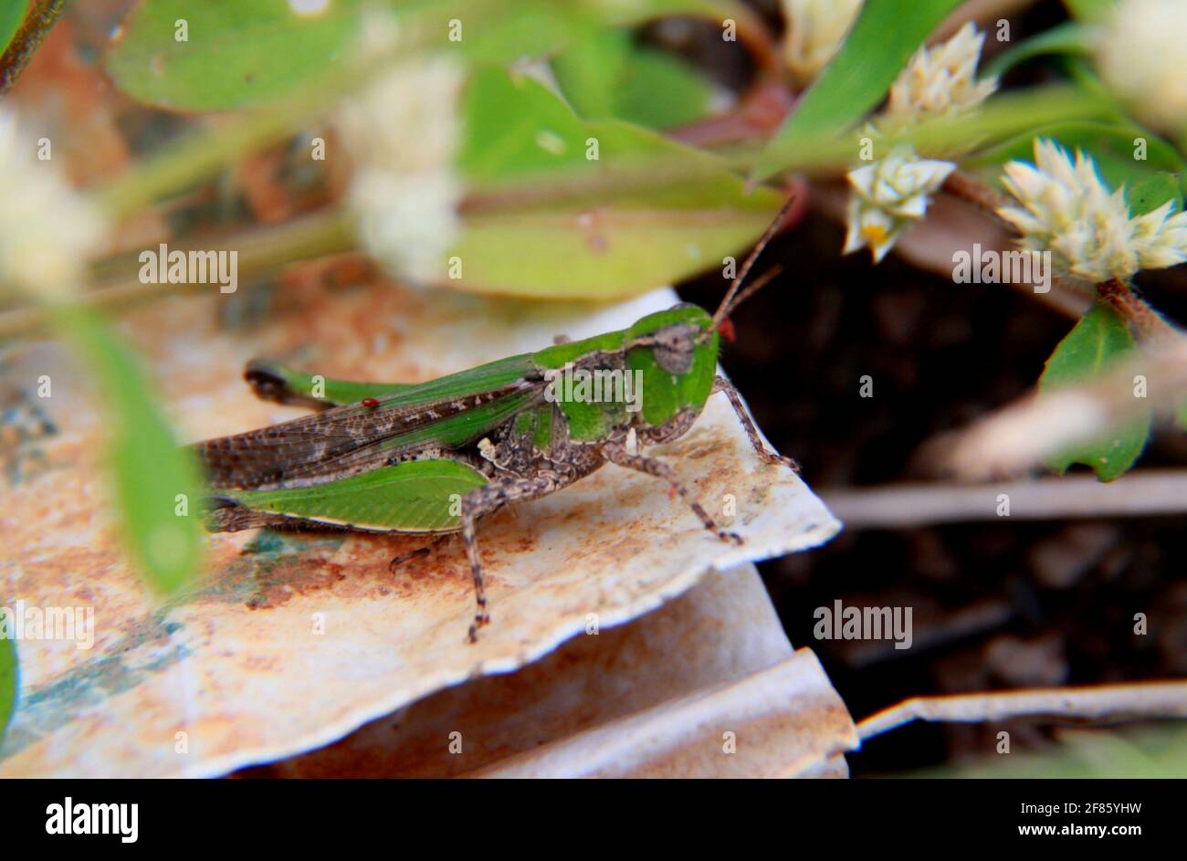 salvador, bahia / brazil - november 22, 2013: cricket insect is seen in ...