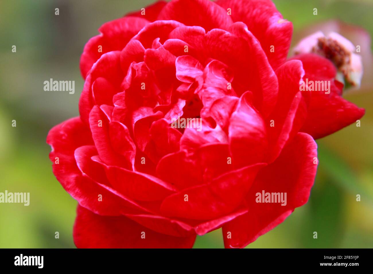 salvador, bahia / brazil - november 22, 2013: red rose is seen in ...