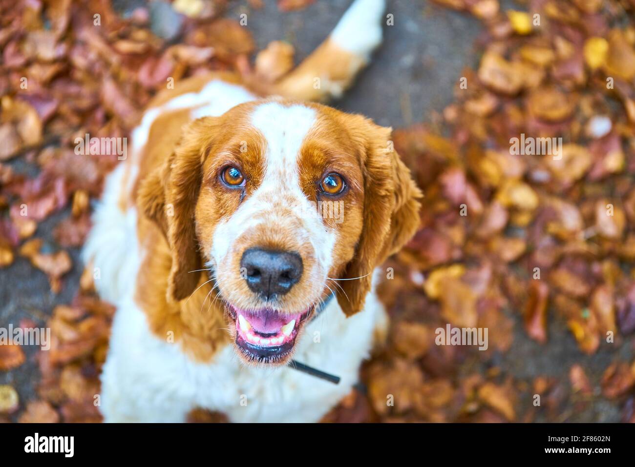 Welshspringerspaniel hi-res stock photography and images - Alamy