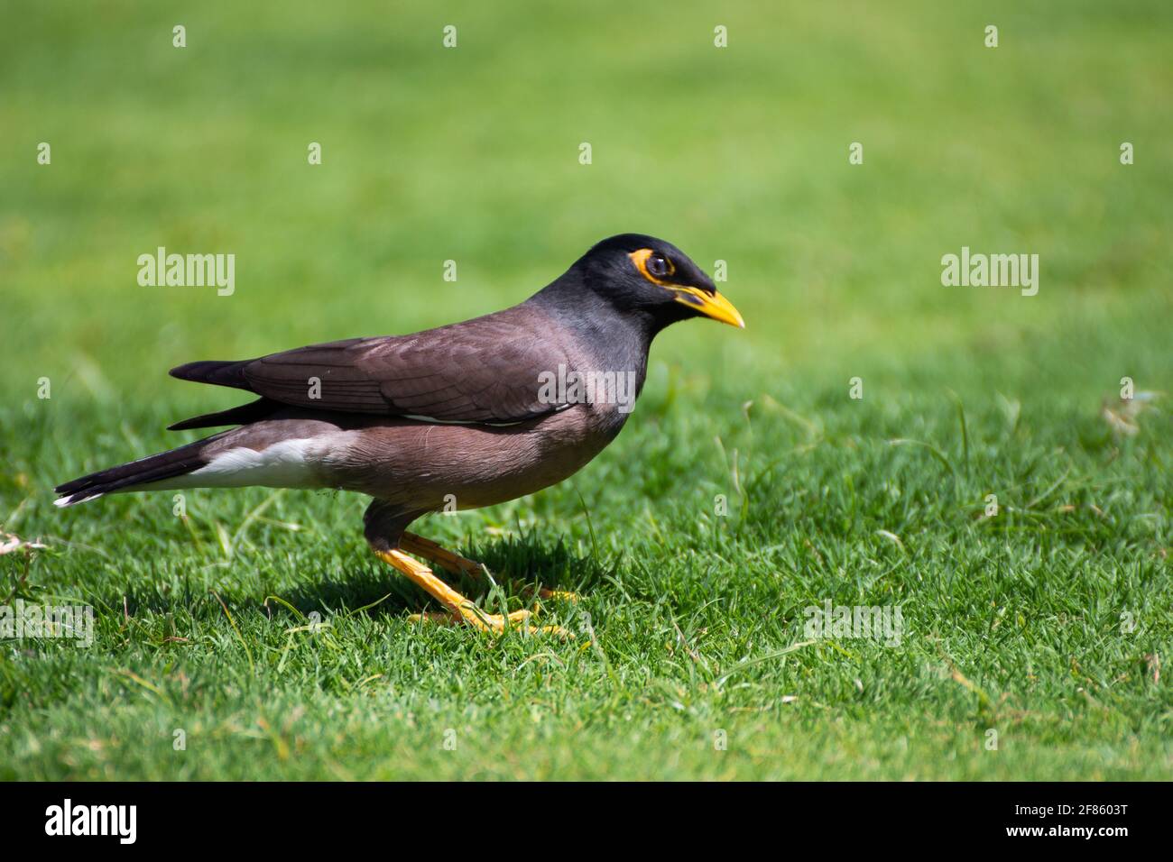 Myna bird hi-res stock photography and images - Alamy