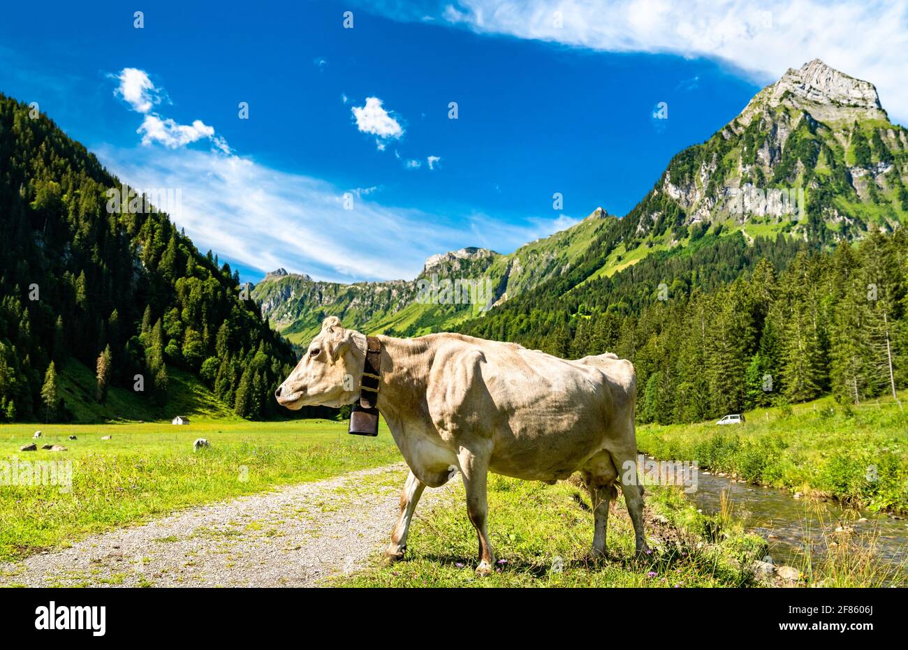 Cow in the Swiss Alps Stock Photo - Alamy