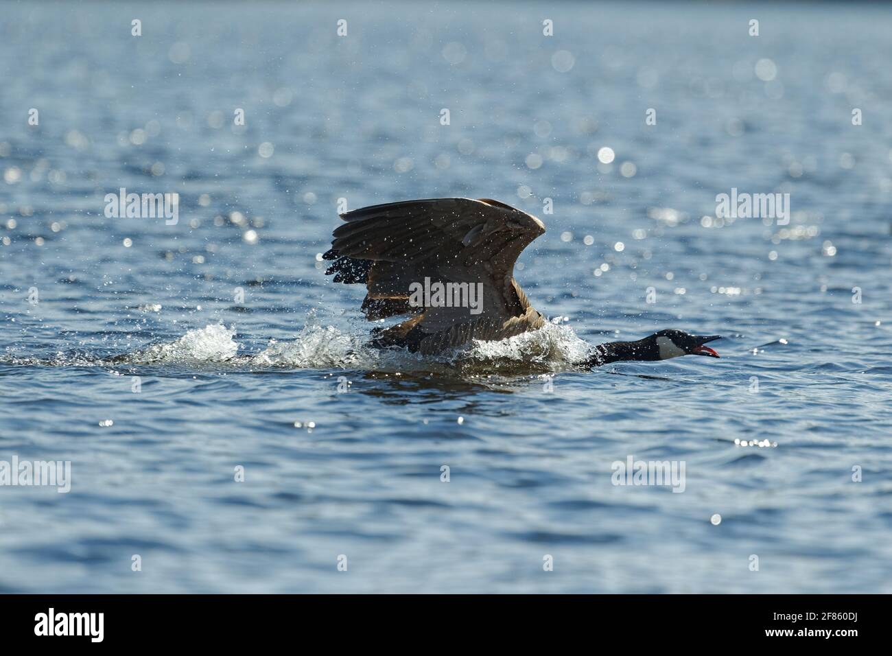 A young aggressive Canada goose swimming in a lake. Quebec, Canada ...
