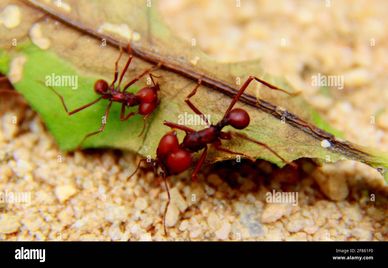 salvador, bahia / brazil - november 22, 2013: Leaf-cutting ant is seen ...