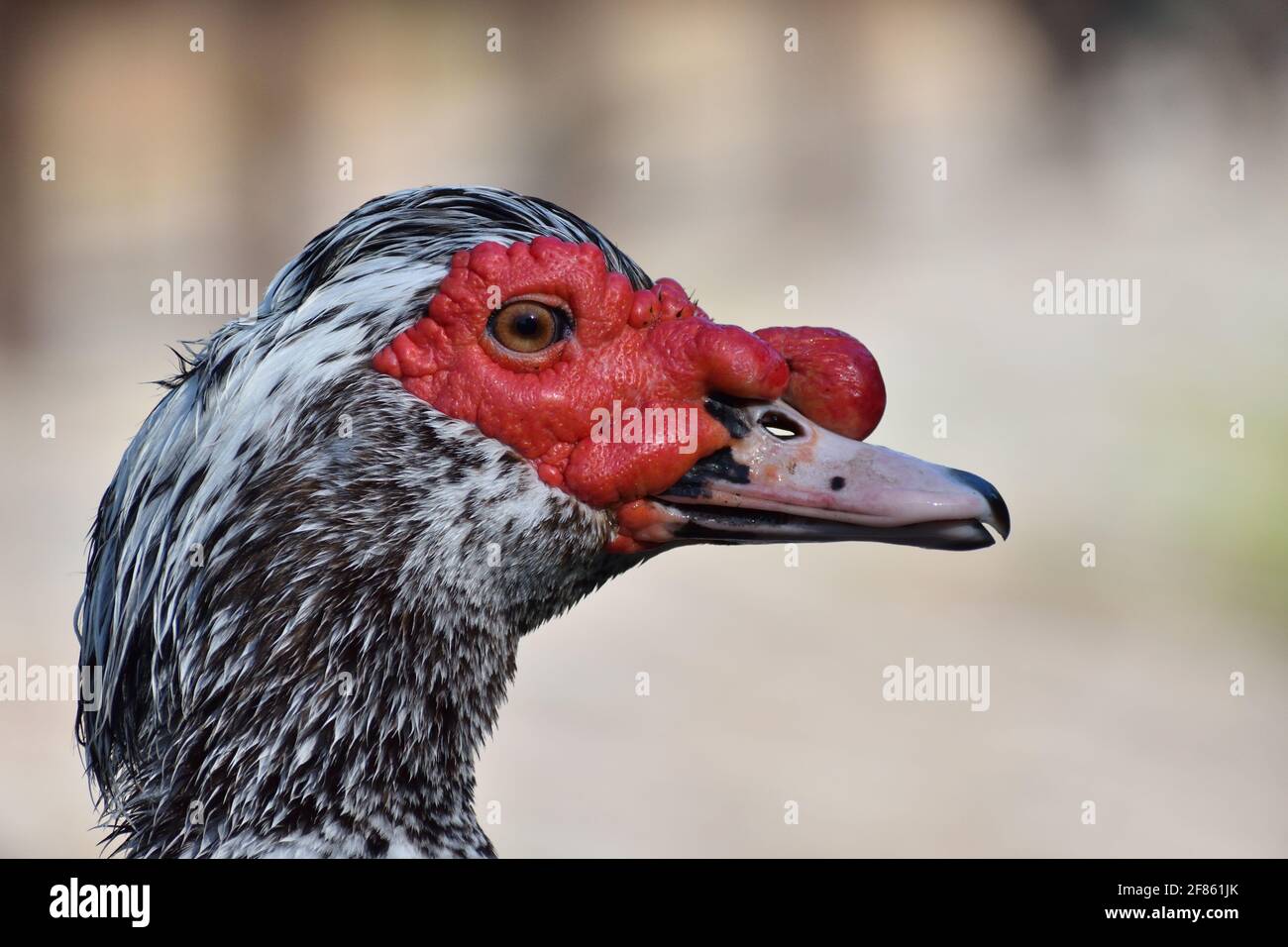 Portrait muscovy duck hi-res stock photography and images - Alamy