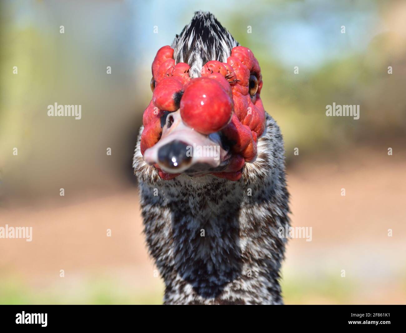 Portrait muscovy duck hi-res stock photography and images - Alamy