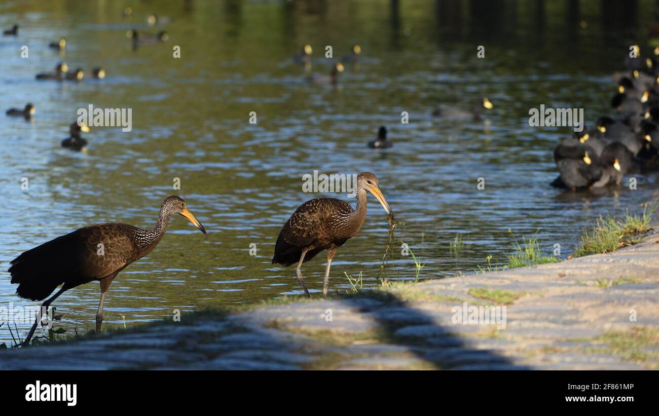Crying bird hi-res stock photography and images - Alamy