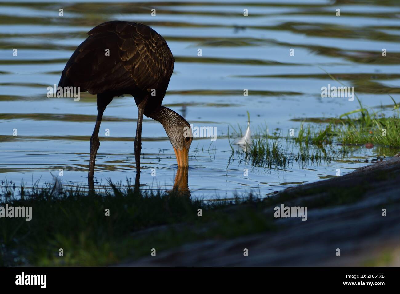 Crying bird hi-res stock photography and images - Alamy