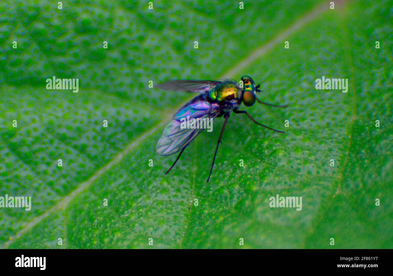 salvador, bahia / brazil - october 6, 2013: fly is seen in garden in ...