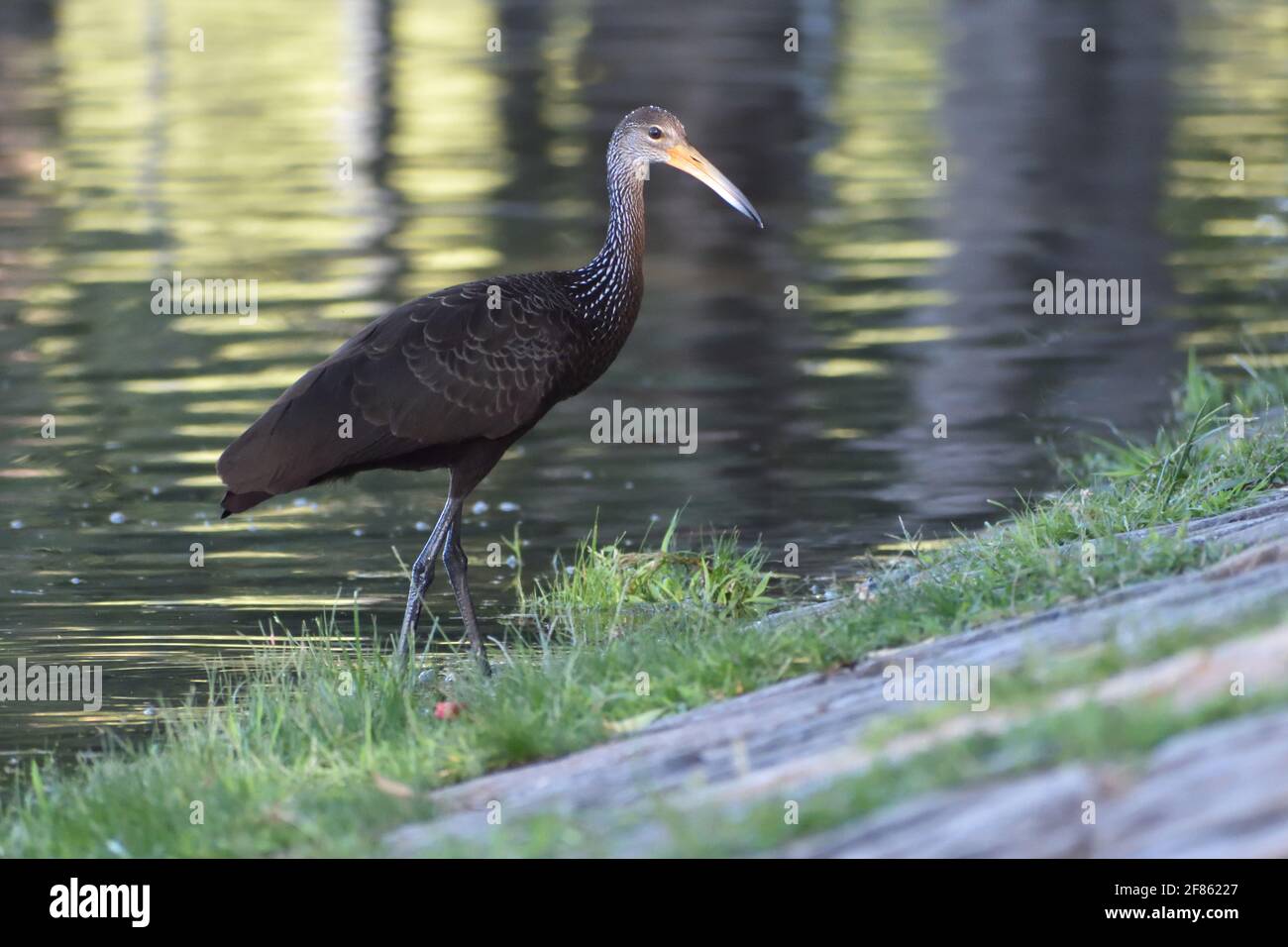 limpkin (Aramus guarauna), also called carrao, courlan, and crying bird ...