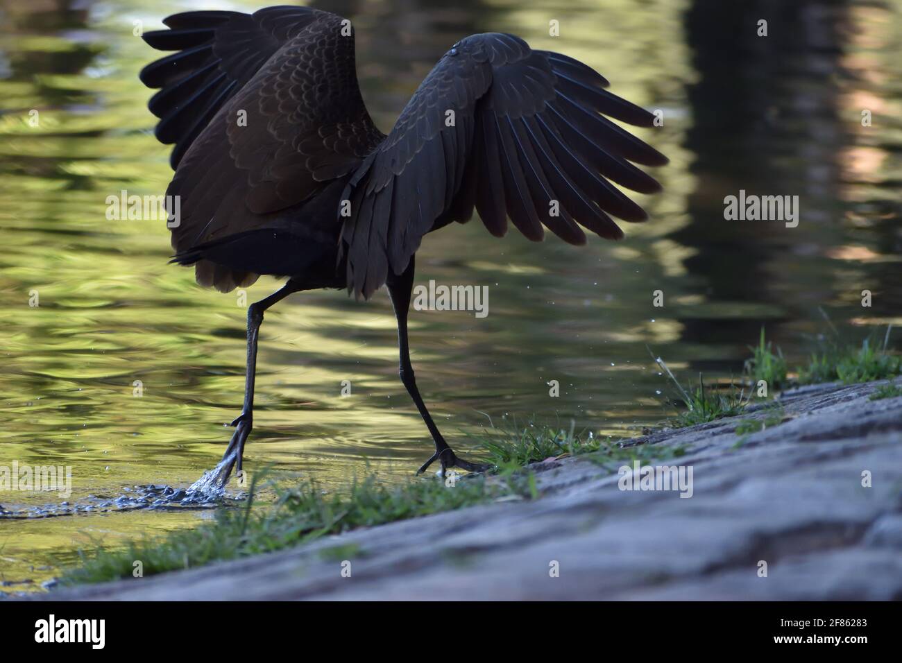 Crying bird hi-res stock photography and images - Alamy