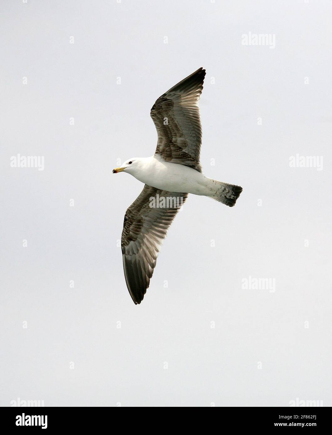 Seagull flying on sky in Istanbul, Turkey Stock Photo - Alamy