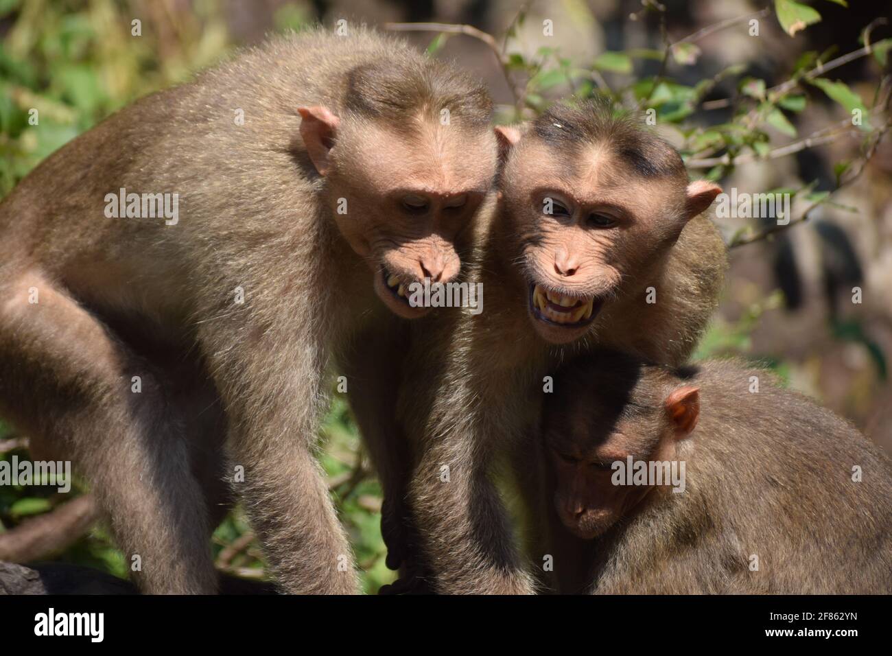 Closeup shot asian female eye hi-res stock photography and images - Alamy