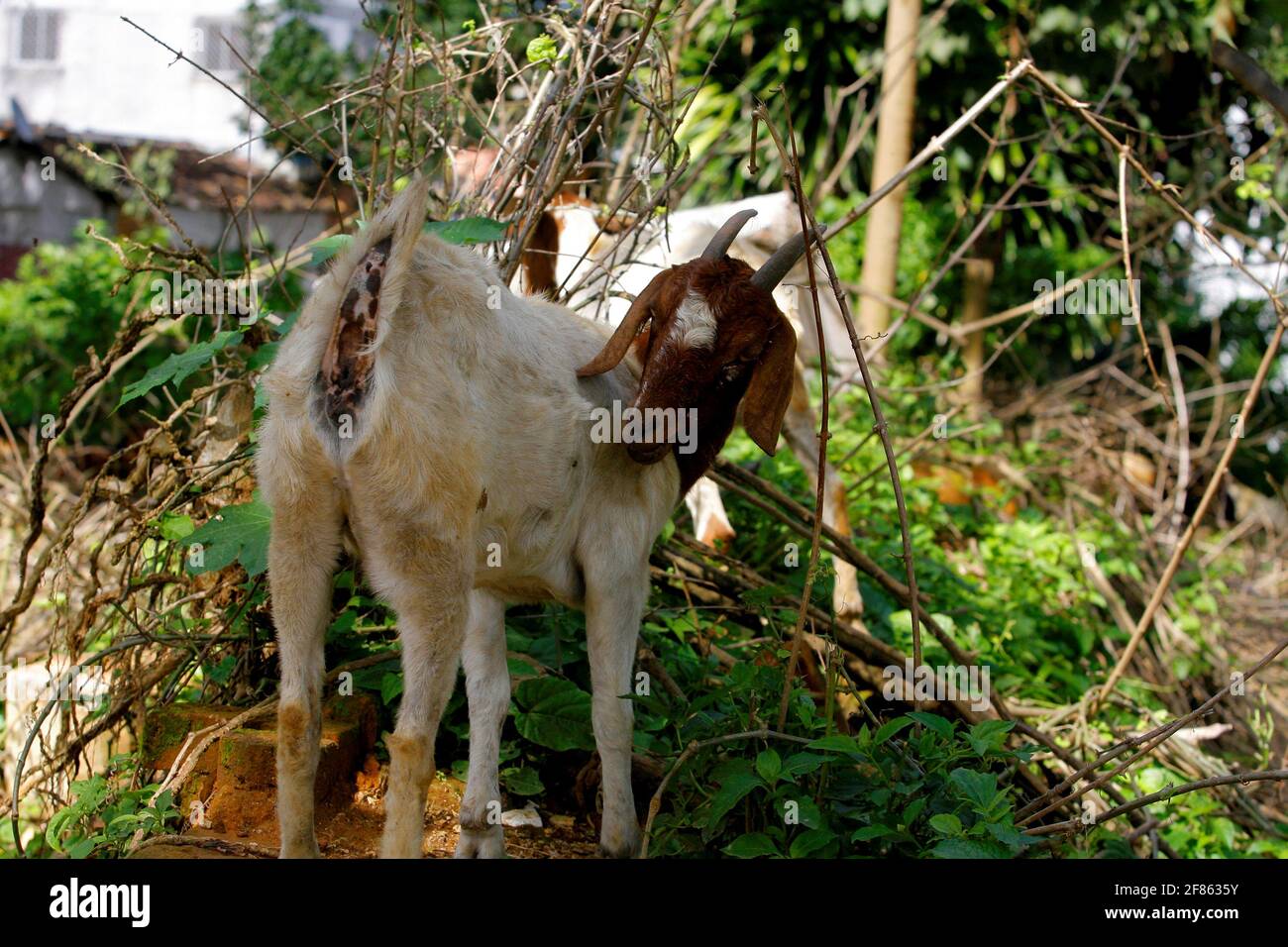 salvador, bahia / brazil - july 4 2013: goats are spotted on a public ...