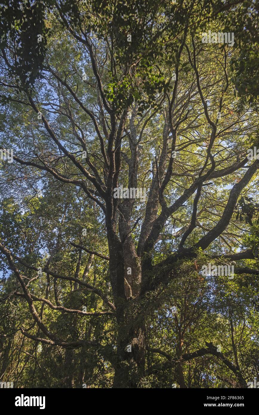 Vertical shot of a tall beautiful tree with twisting branches Stock ...